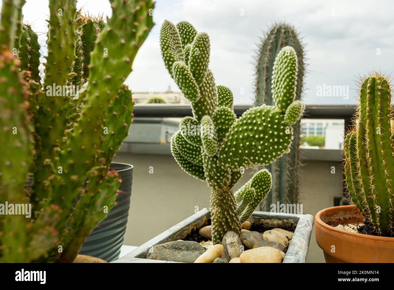 Pretty cacti from the opuntia family with a microdasys in the center ...