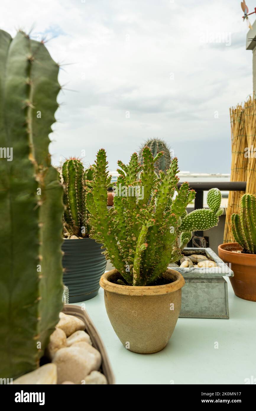 Pretty cacti from the Opuntia family with a monacantha in the center ...