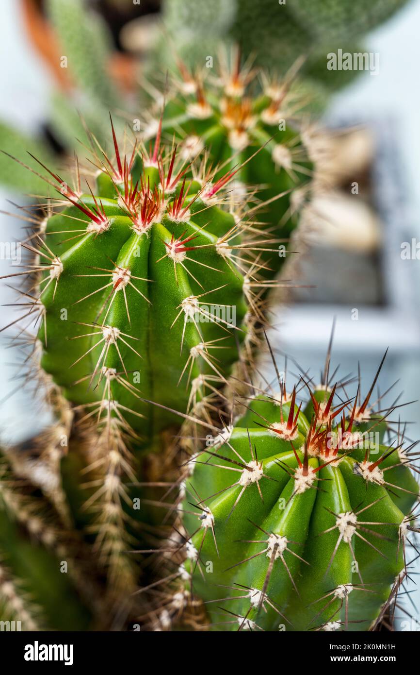 Pretty cacti of the cereus family with sharp, pointed red spikes Stock ...