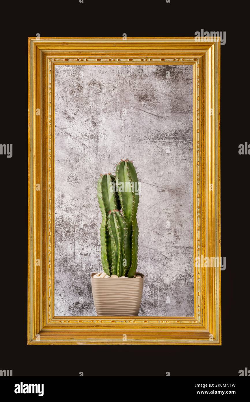 Pretty cacti from the cereus family with sharp, spiky spikes set inside ...