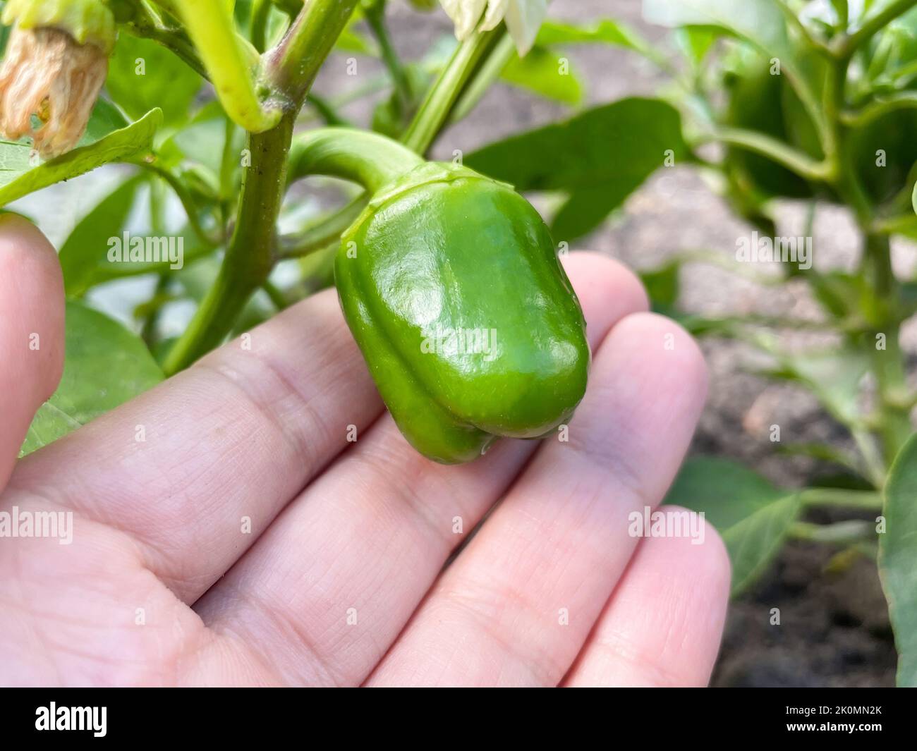 Sweet green mini pepper growing in the vegetable garden. Ripe bell ...
