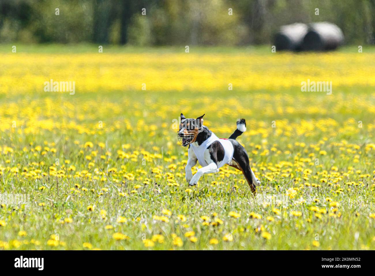 Dog running in green field and chasing lure at full speed on coursing ...