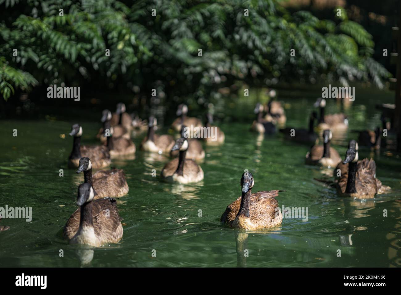 Dominican republic birds illustration hi-res stock photography and ...