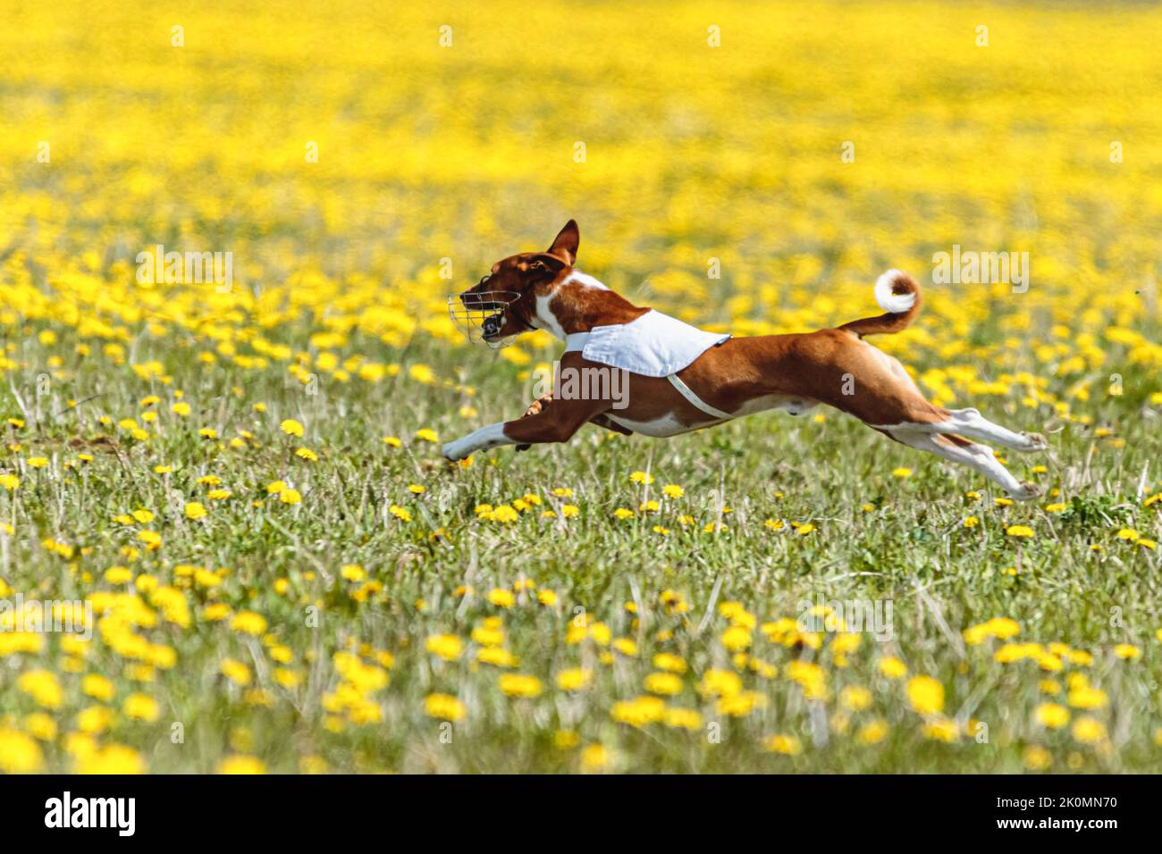 Dog running in green field and chasing lure at full speed on coursing ...