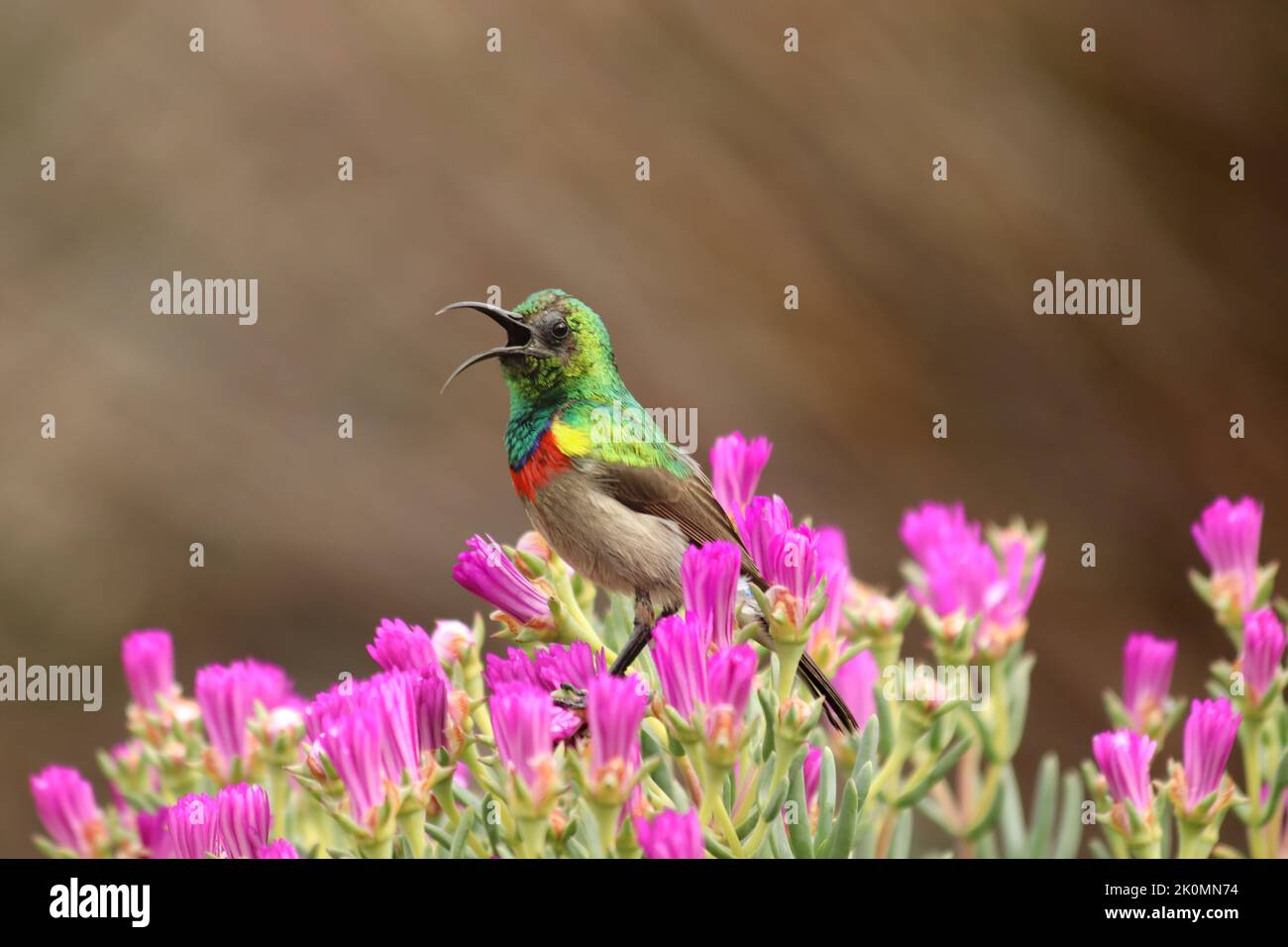 Southern Double Collared Sunbird Stock Photo - Alamy