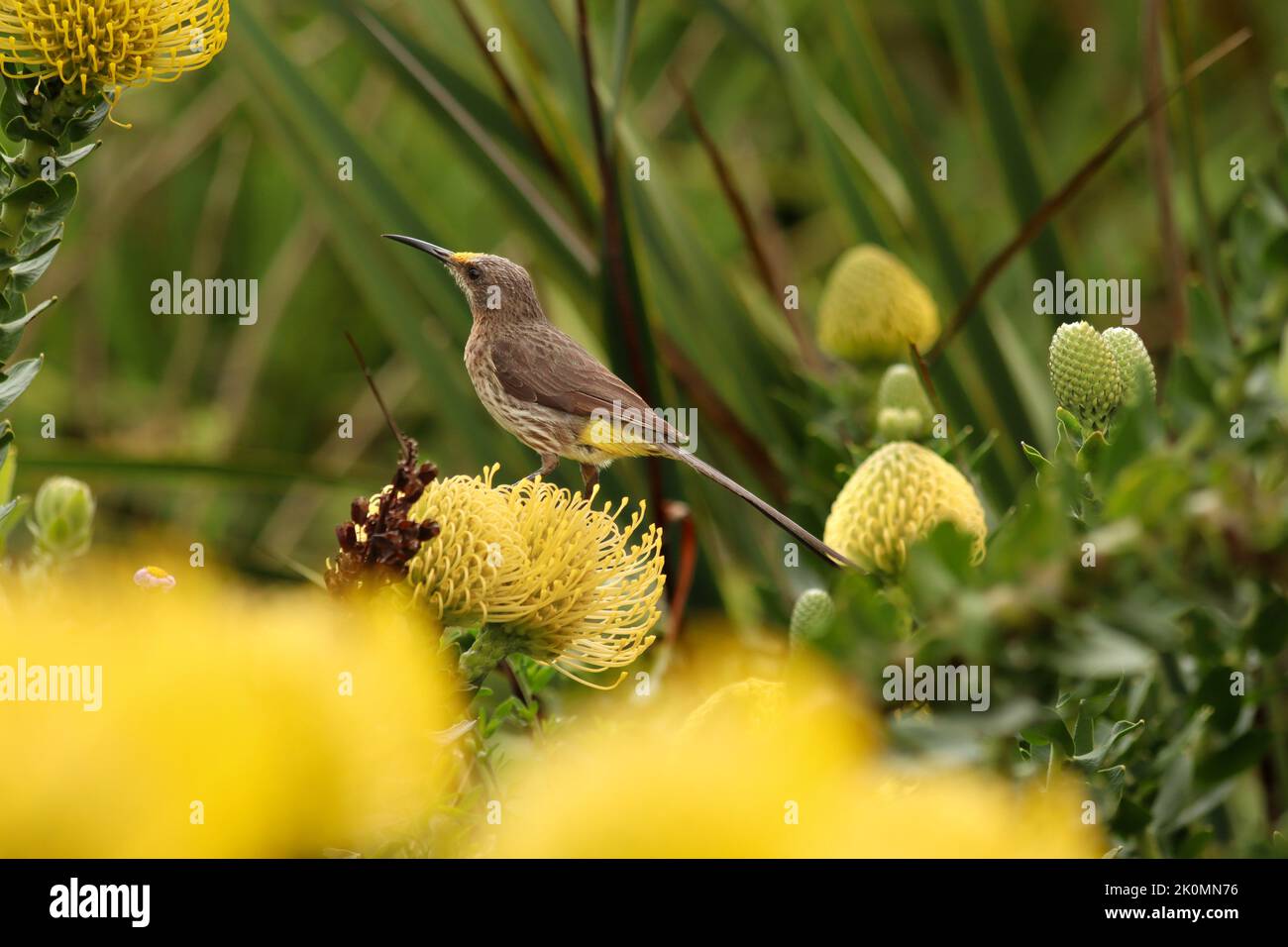 Cape Sugarbird on flowers Stock Photo - Alamy