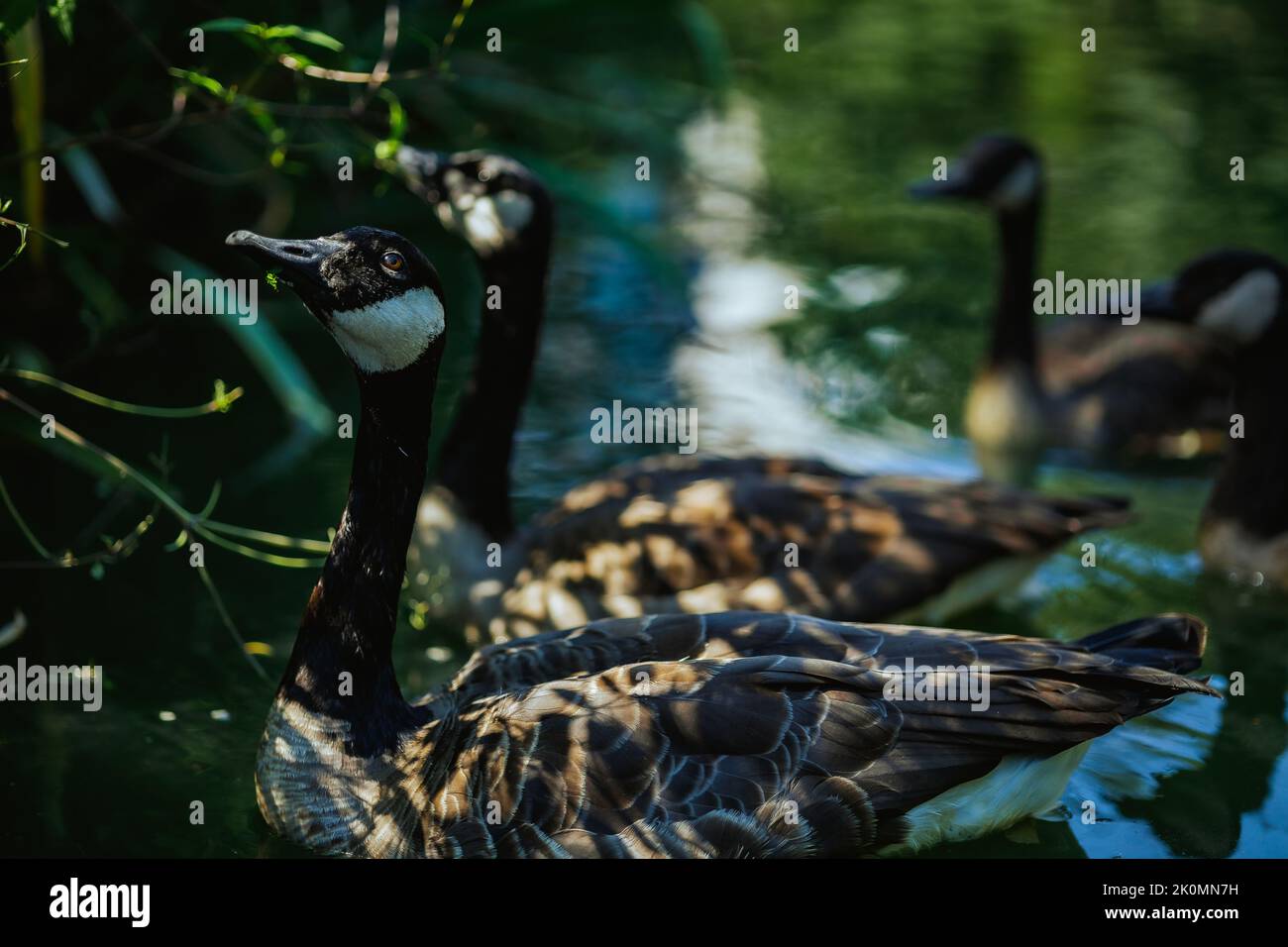 canadian goose swimming on a lake beautiful colors Stock Photo - Alamy