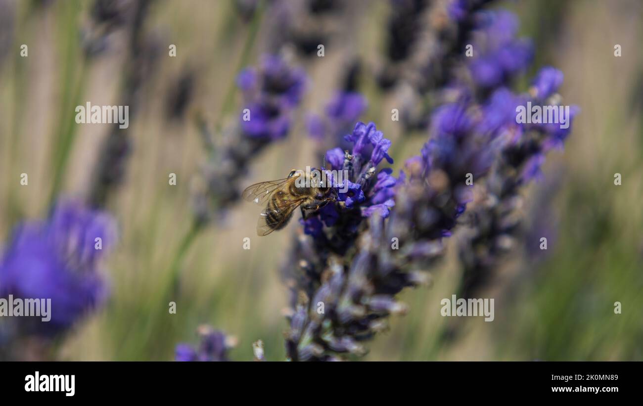 Big beautiful lavender field hi-res stock photography and images - Alamy