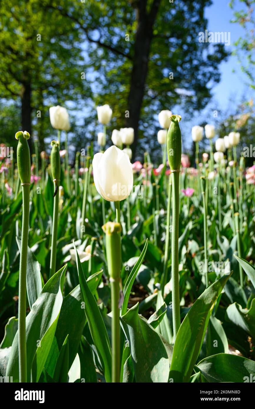 Blooming tulips in April in a private Italian garden. Scientific name ...