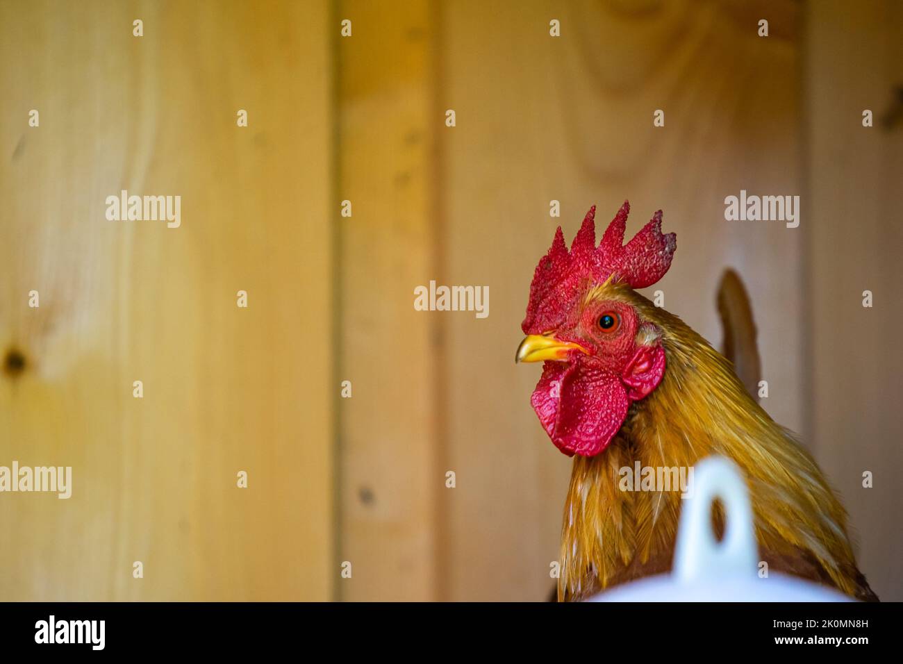 Rooster on the head hi-res stock photography and images - Alamy
