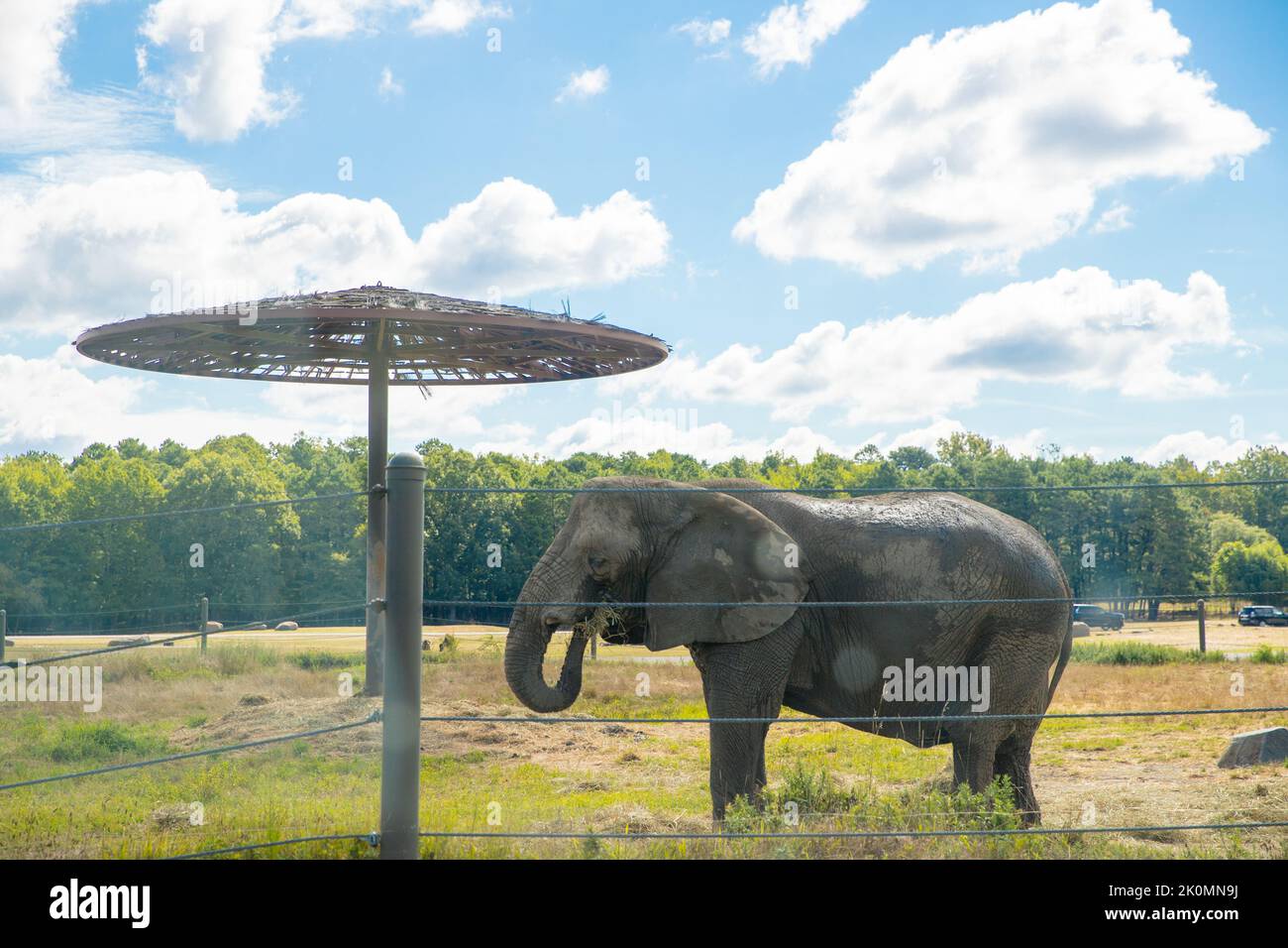 Lion and elephant at waterhole hi-res stock photography and images - Alamy