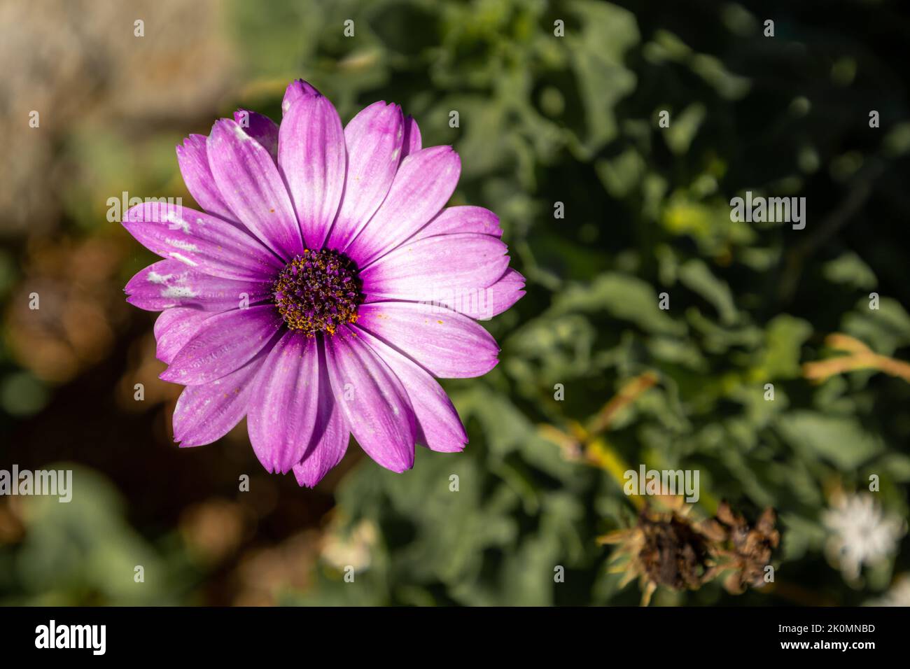 White pink purple cosmos flowers hi-res stock photography and images ...