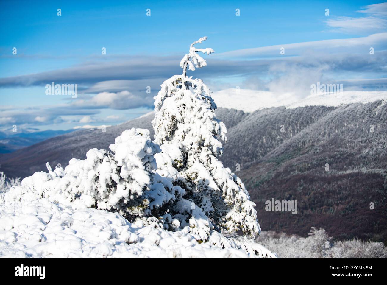 Pine covered snow, christmas tree. Christmas greeting card. Snow ...