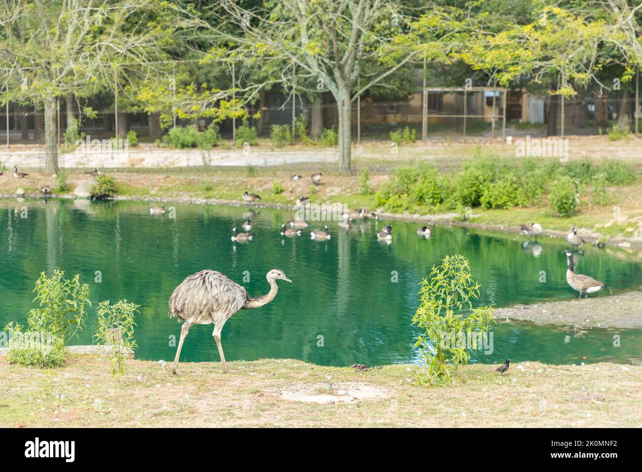 Emu ostrich walking large hi-res stock photography and images - Alamy