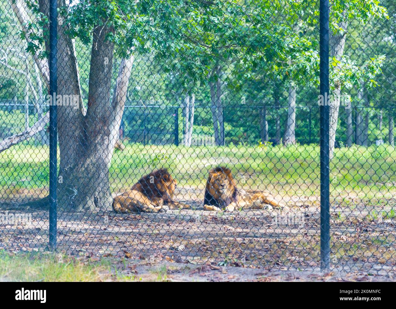 Two lions resting under tree in the summer - Image Stock Photo - Alamy