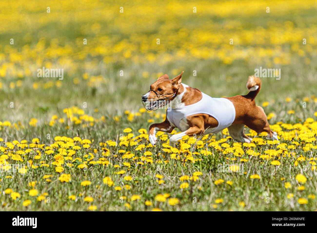 Dog running in green field and chasing lure at full speed on coursing ...