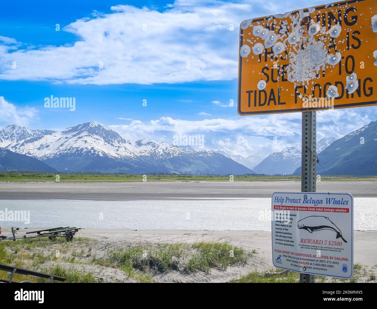 Beluga whale project hi-res stock photography and images - Alamy