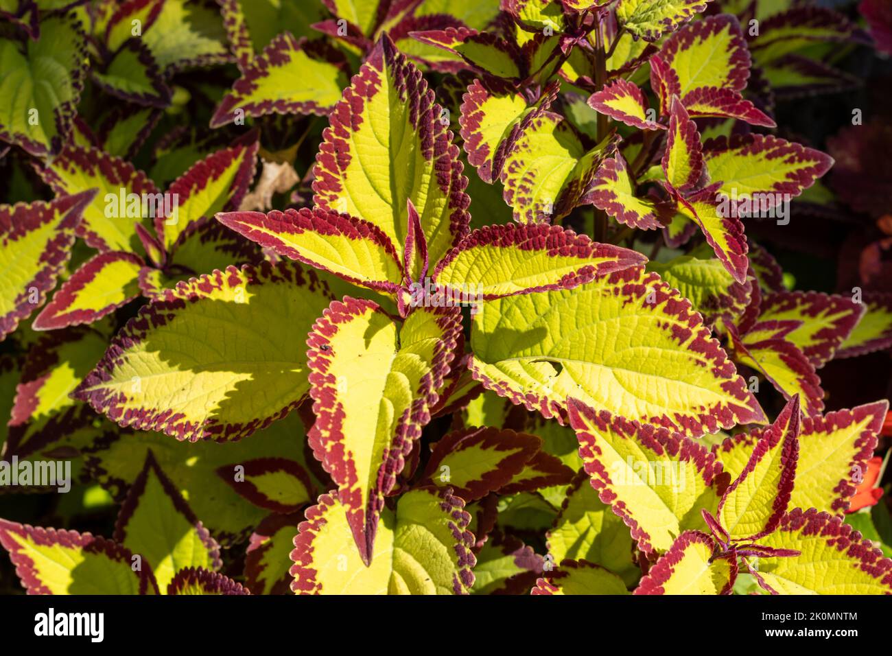 Leaves are red and green colored hi-res stock photography and images ...