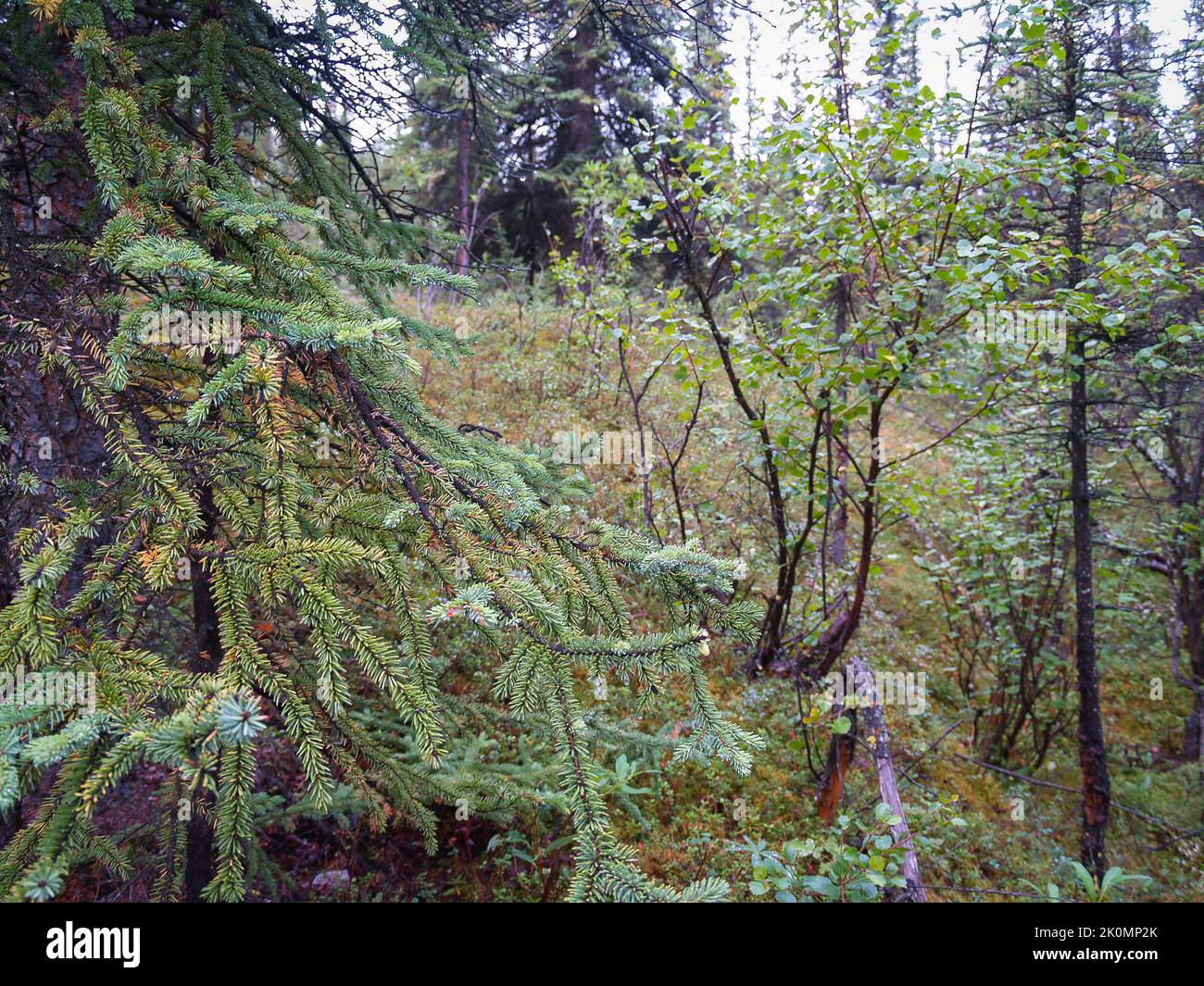 Redwood tree branches and leaves in foreground of bush scene in Alaska ...