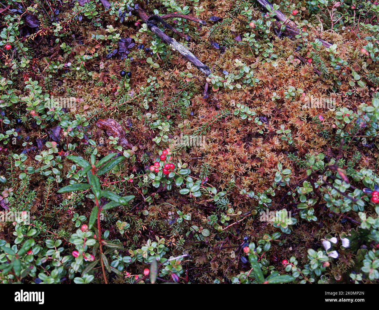 Small plants lichen and moss with red and blue berries among the green ...