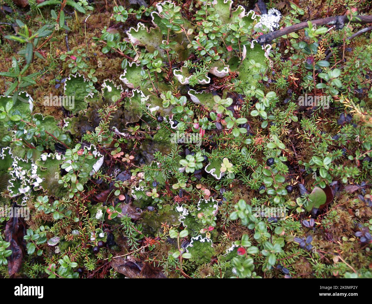 Small plants lichen and moss with red and blue berries among the green ...