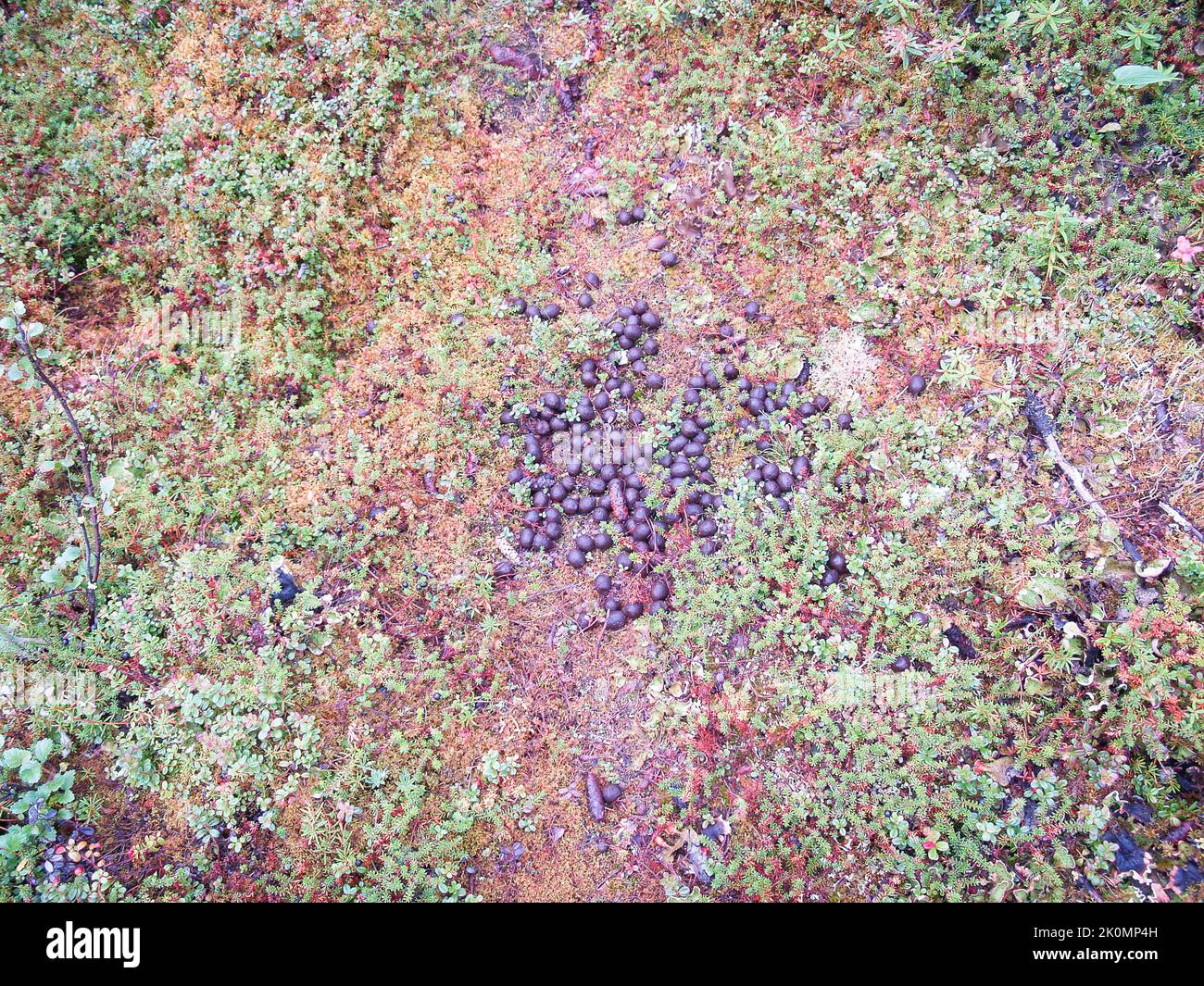 Deer poo scattered over ground among low small ground cover plant in ...