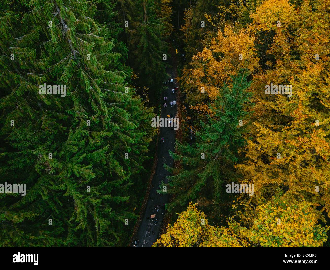 aerial view of walking hiking trail in autumn forest Stock Photo - Alamy