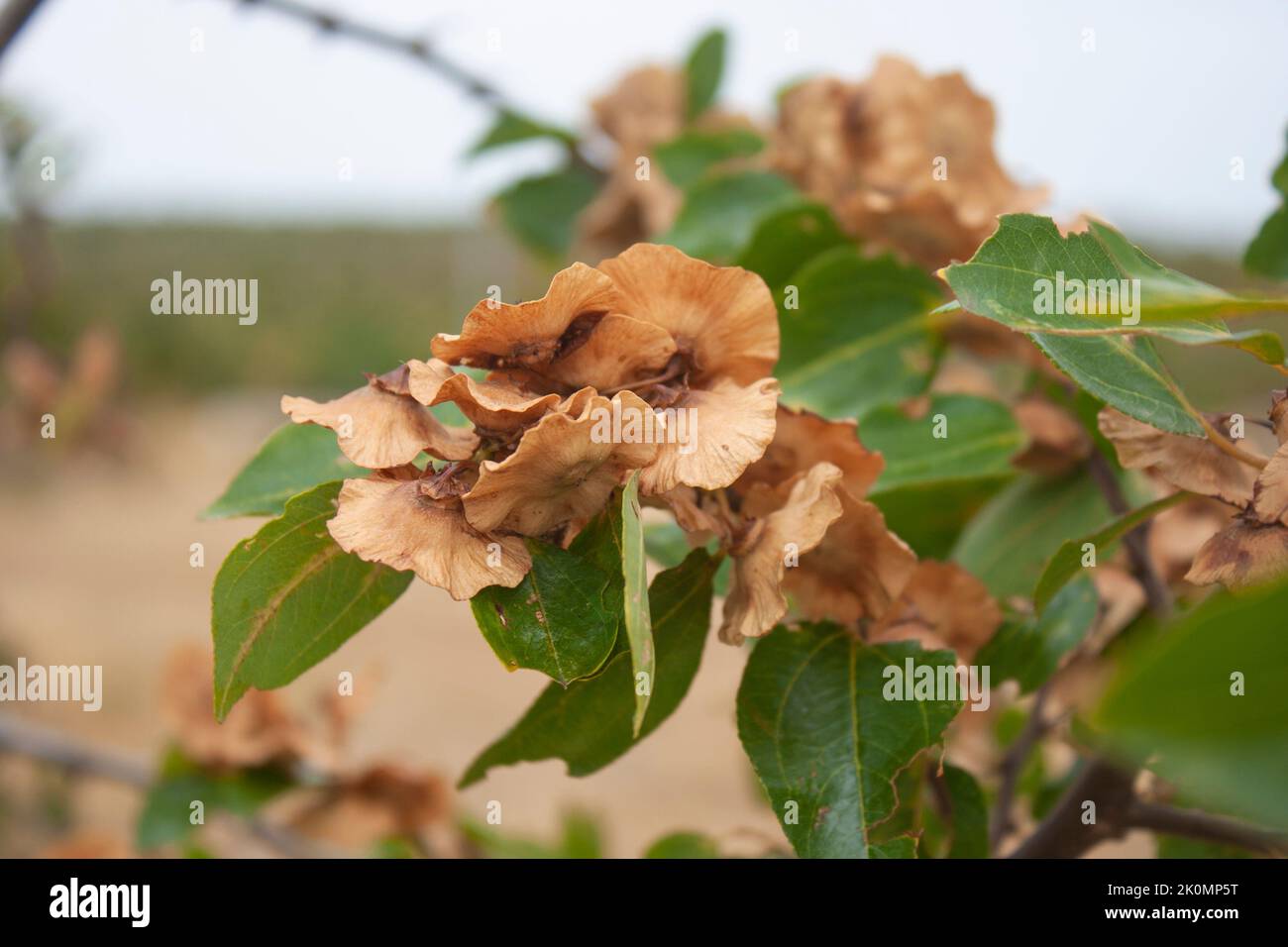 A closeup of the fruits of Paliurus spina-christi tree Stock Photo - Alamy