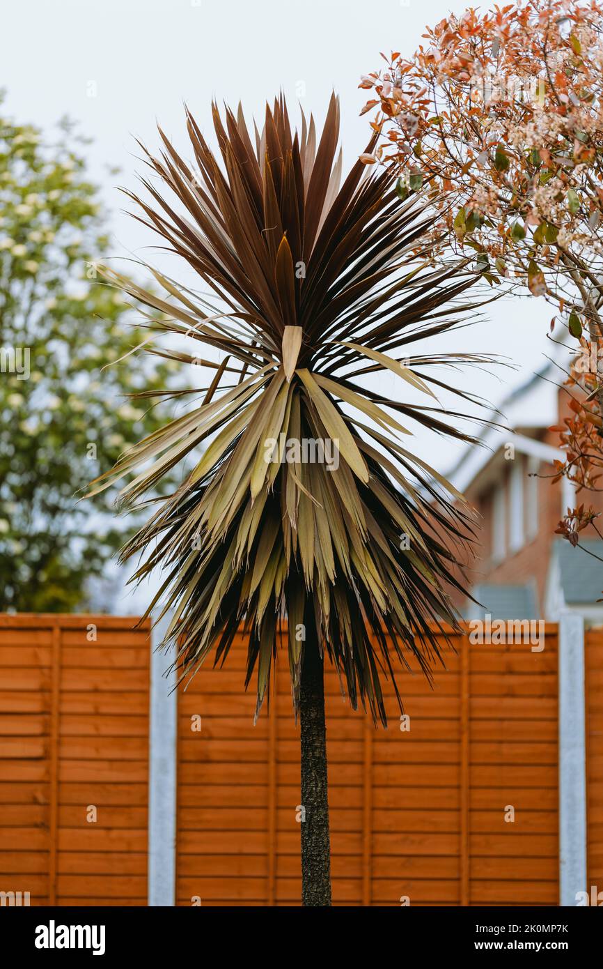 A New Zealand cabbage tree with an orange fence in the background ...