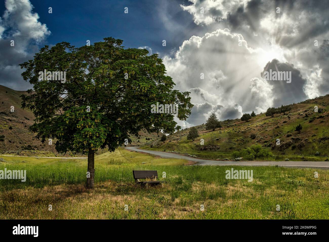 A beautiful shot of a lone tree and a park bench with clouds and bright ...