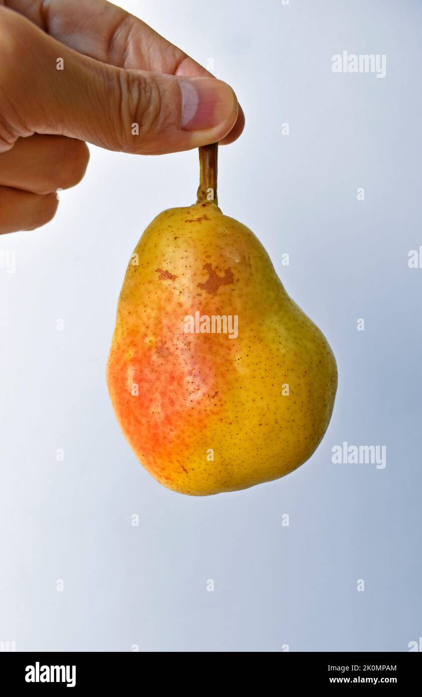 Hand holding pear hi-res stock photography and images - Alamy
