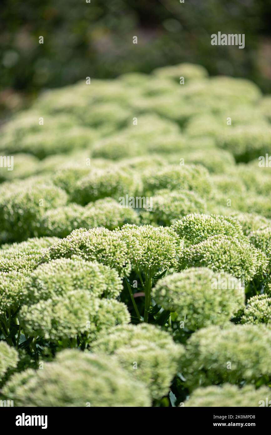 Sedum flowers emerging into bloom Stock Photo - Alamy