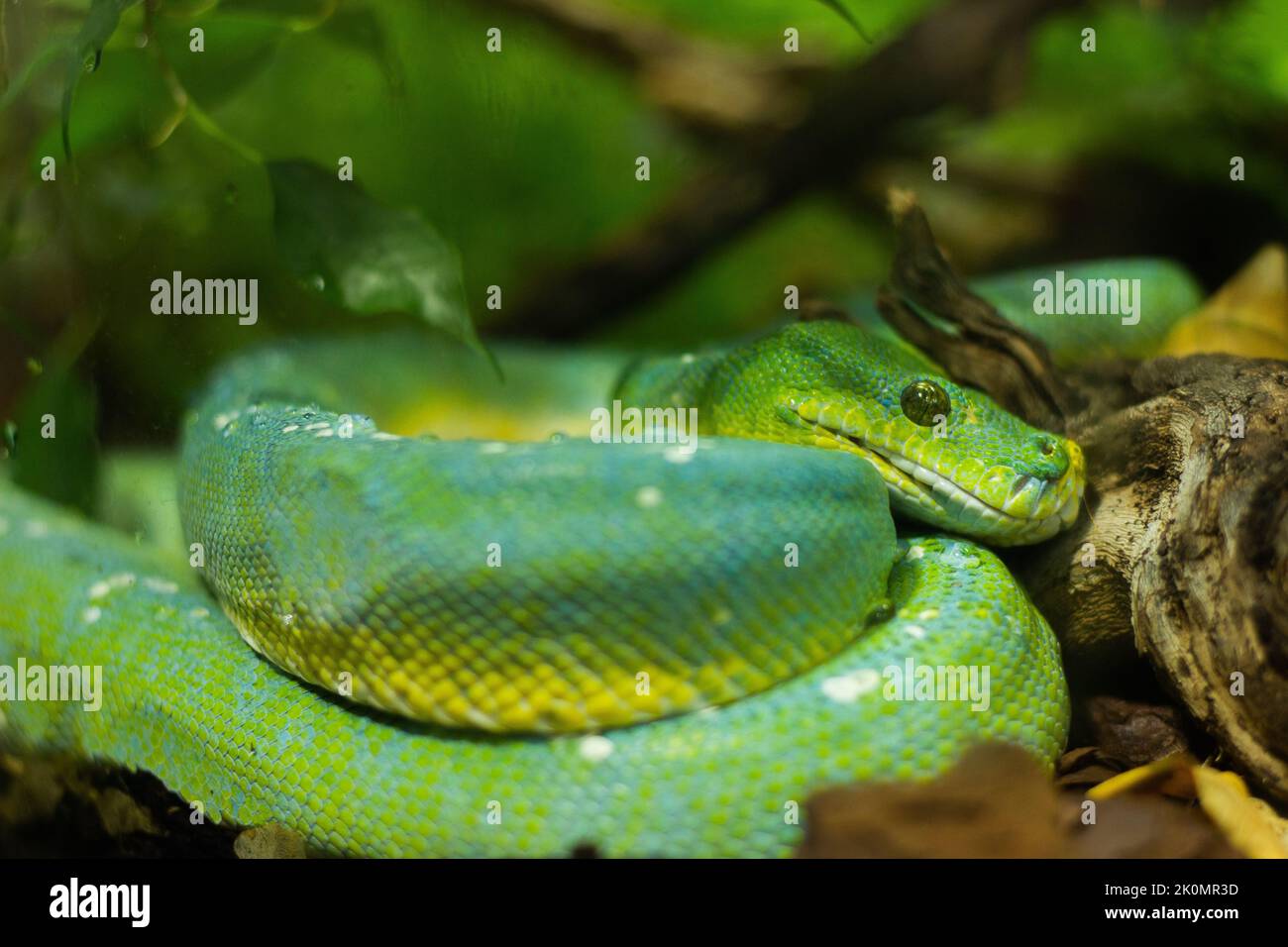 Green serpent coils hi-res stock photography and images - Alamy