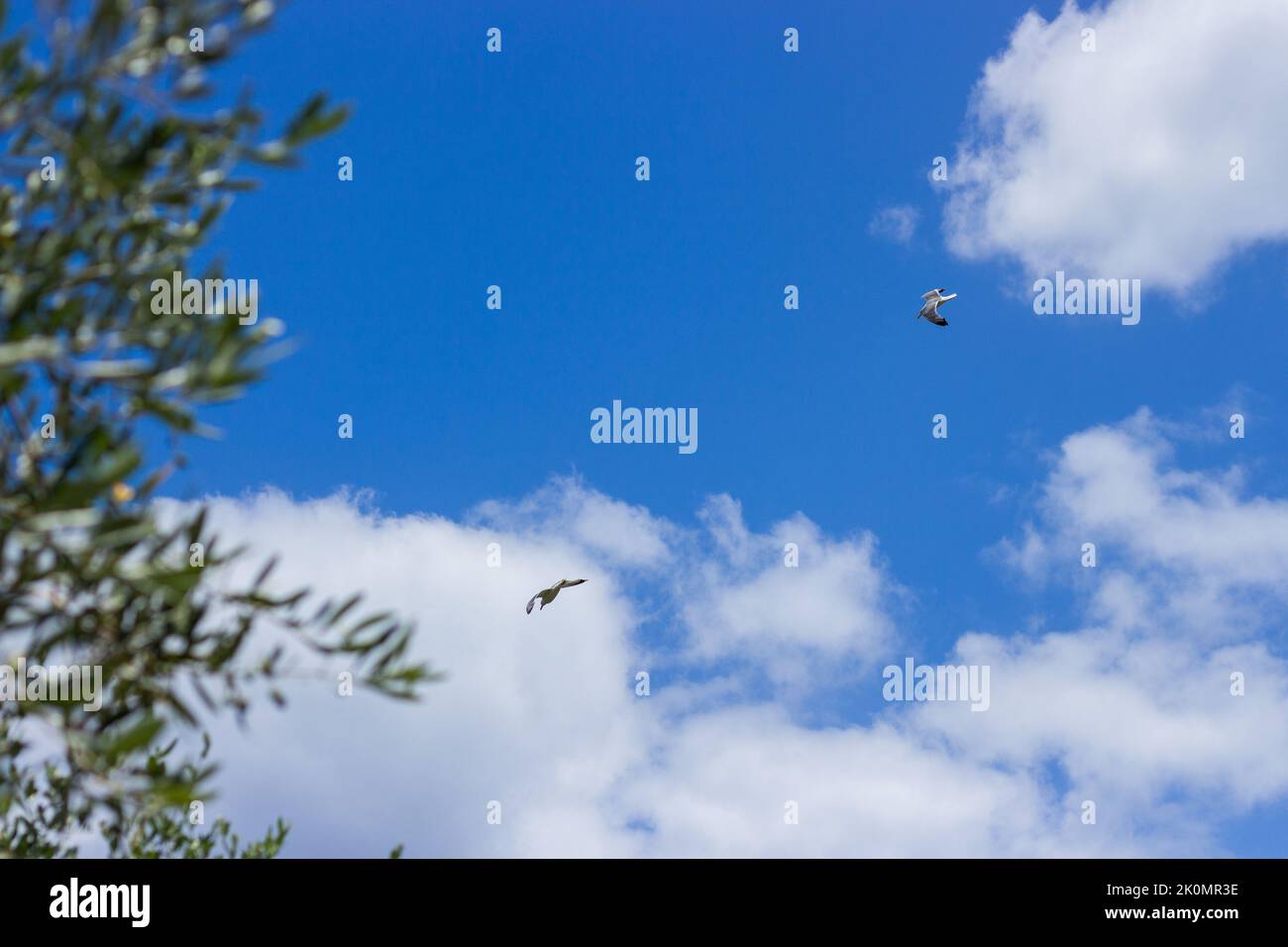 Two seagulls flying in a blue sky at daytime Stock Photo - Alamy