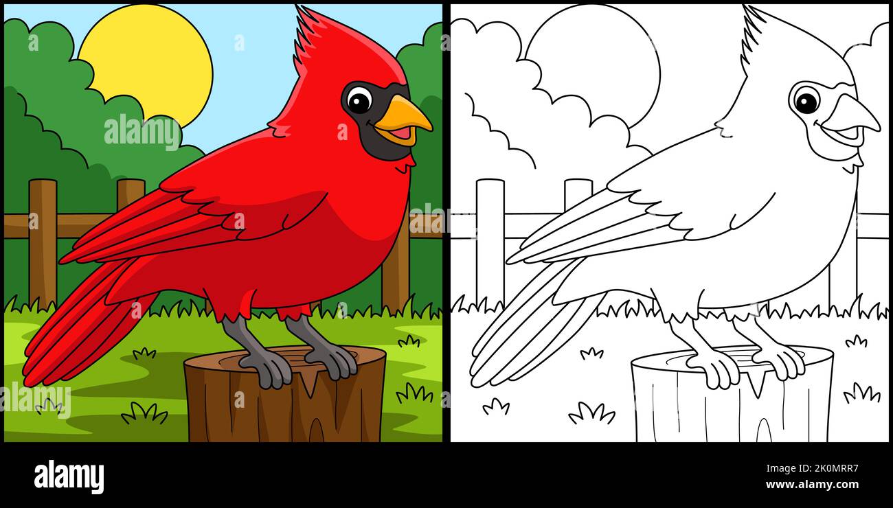 Cardinal Animal Coloring Page Colored Illustration Stock Vector Image ...