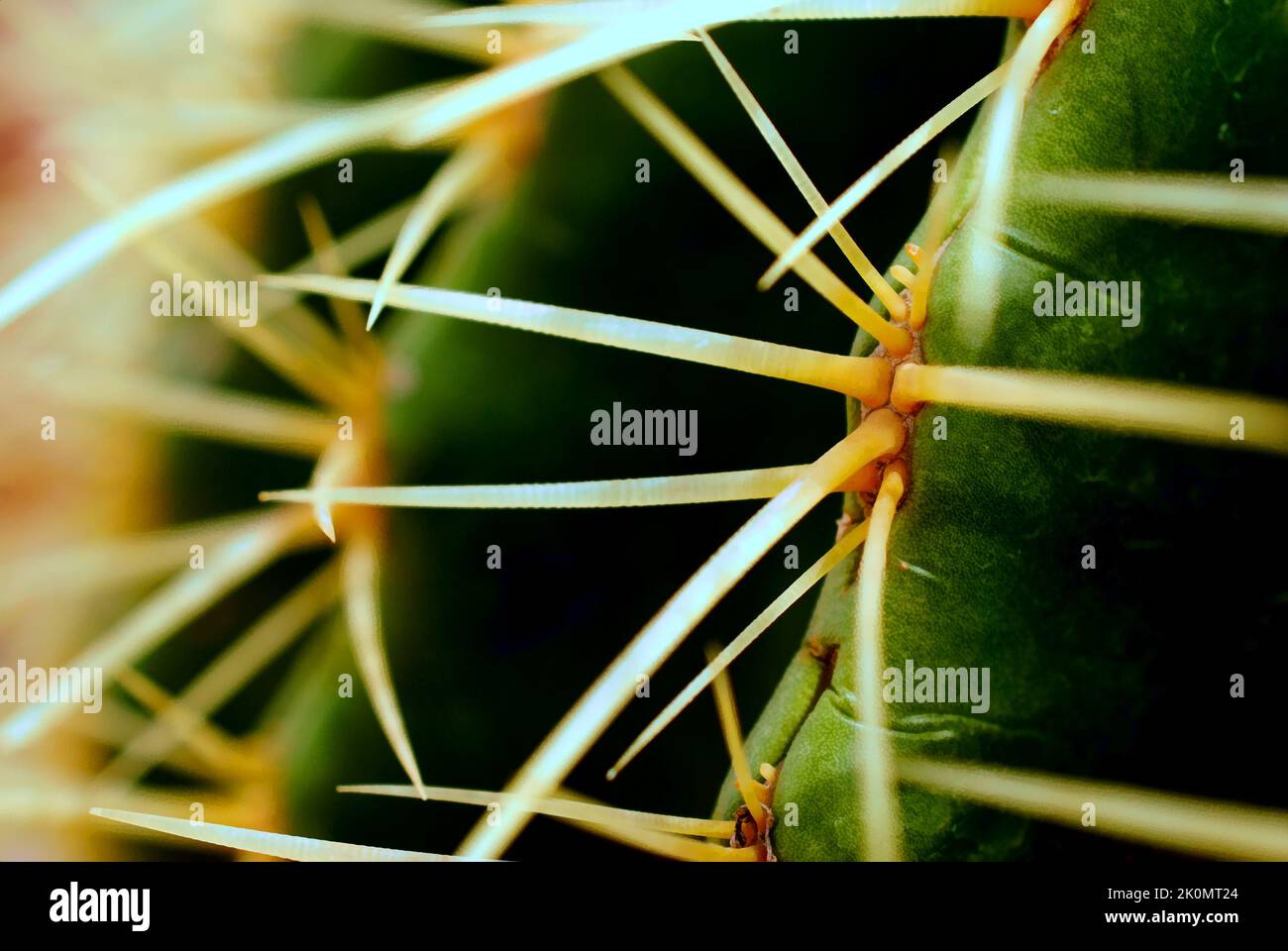 Sharp thorns hi-res stock photography and images - Alamy