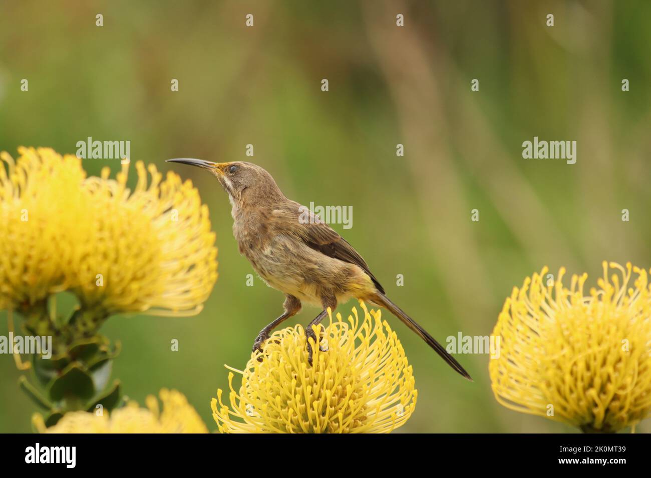 Cape Sugarbird on flowers Stock Photo - Alamy