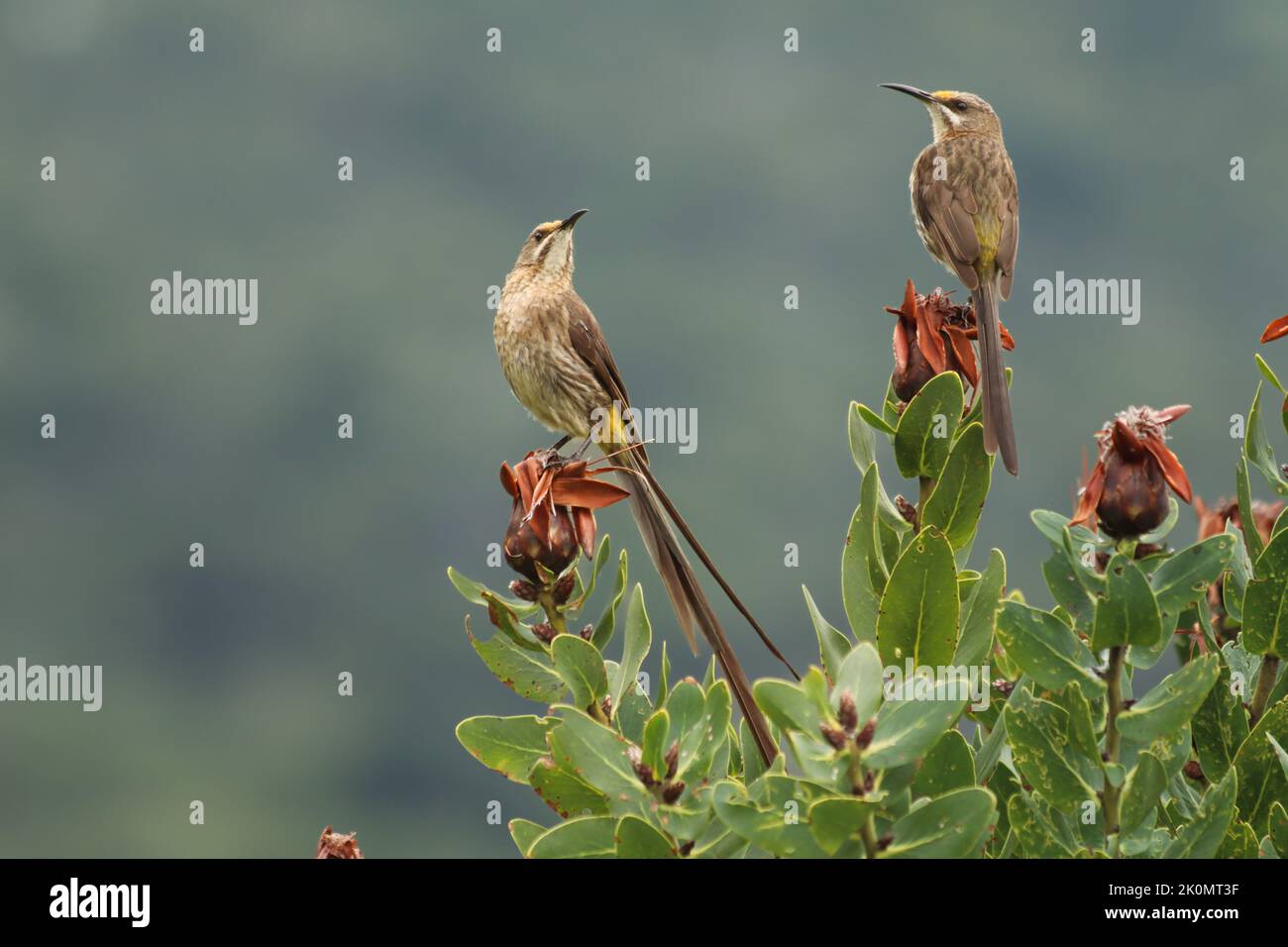 Cape Sugarbird on flowers Stock Photo - Alamy