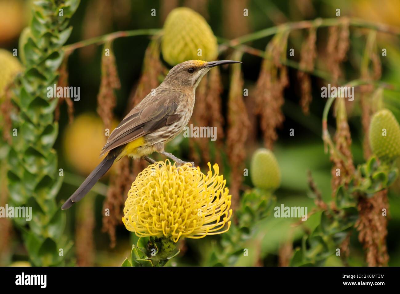 Cape Sugarbird on flowers Stock Photo - Alamy