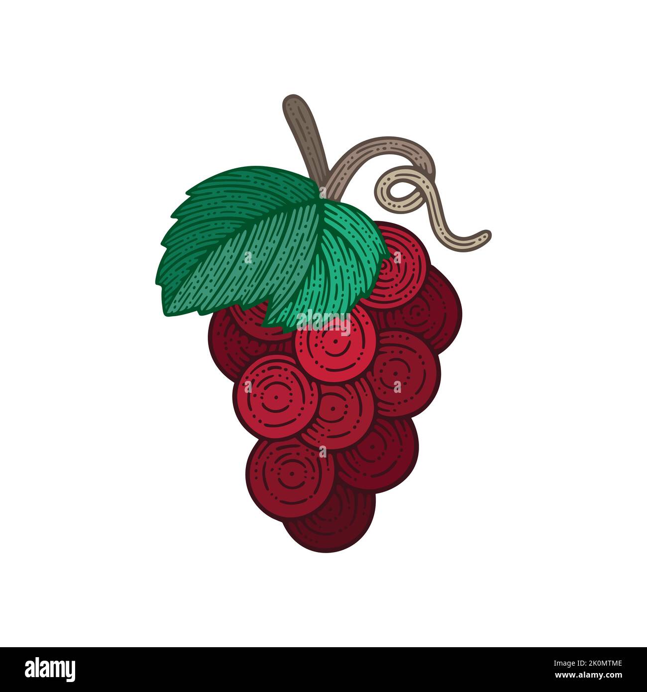 Grape bunch vintage style vector illustration. Grape and vine hand ...