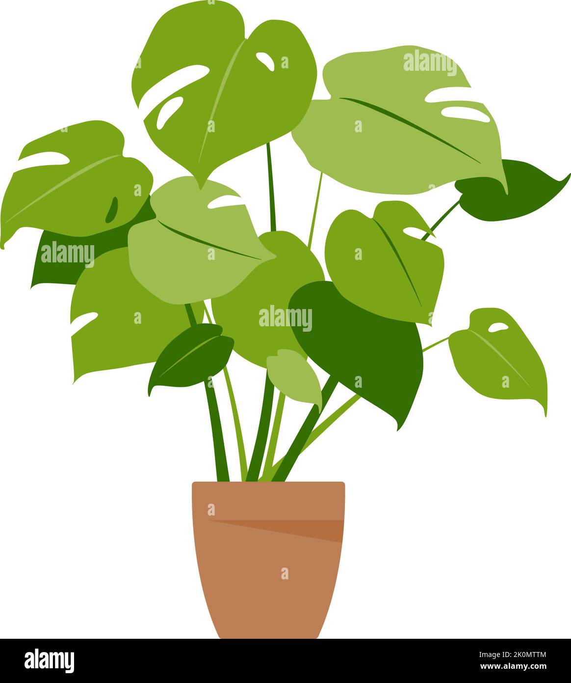 Home plant monstera. Potted plant isolated on white. Flat. Vector ...