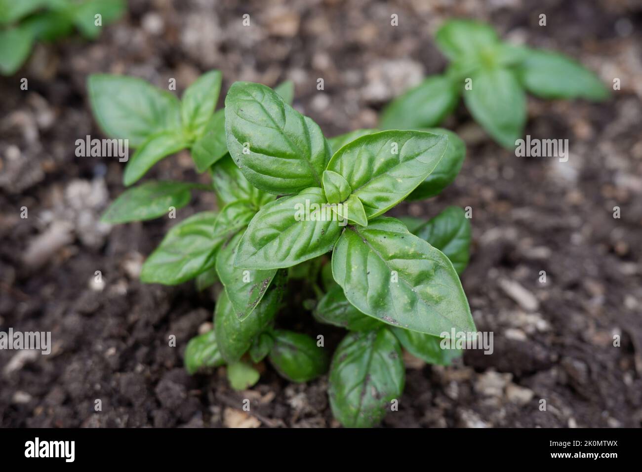 Fresh green Italian basil growing in the garden Stock Photo - Alamy