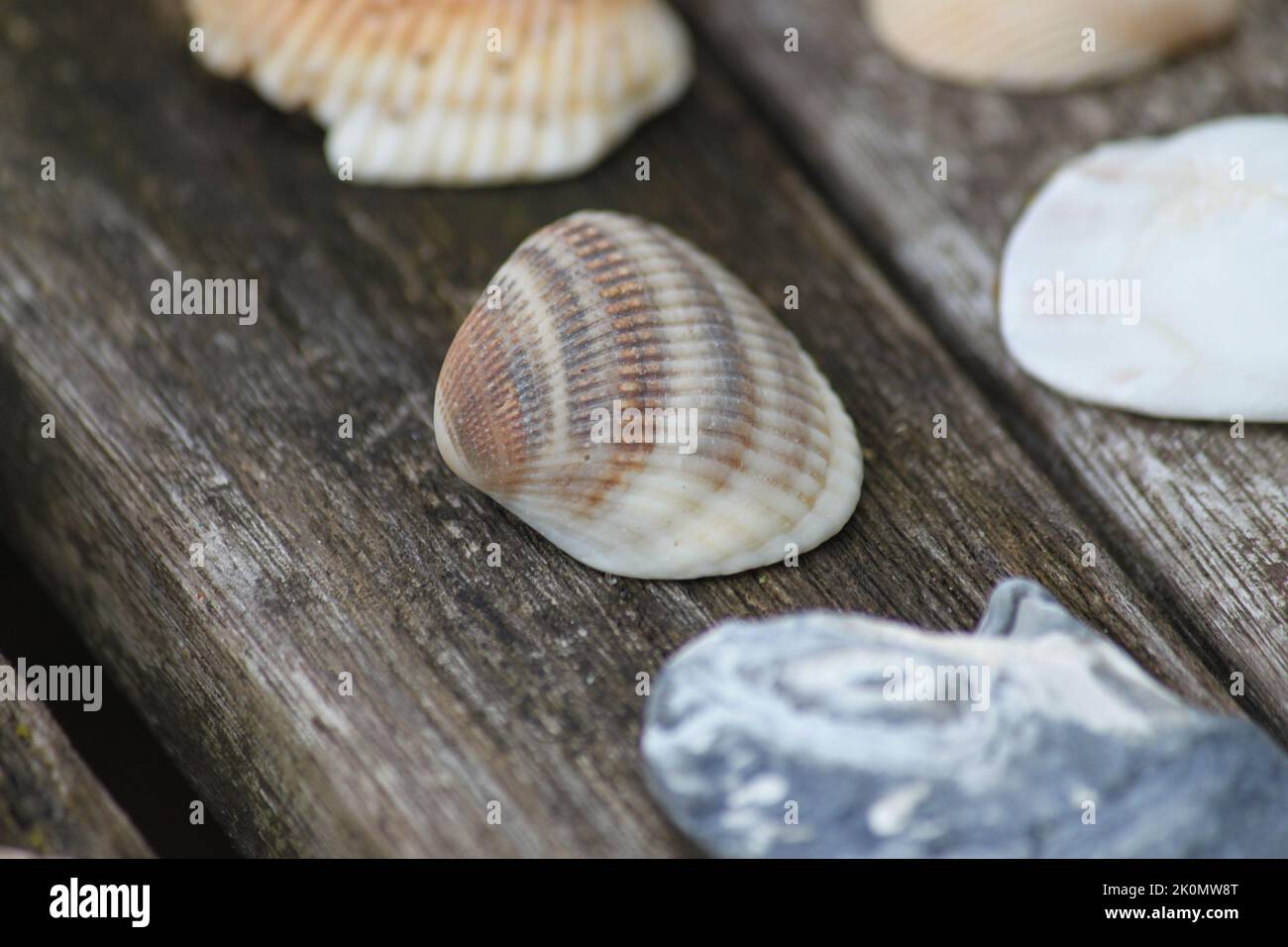 Shell collection display hi-res stock photography and images - Alamy