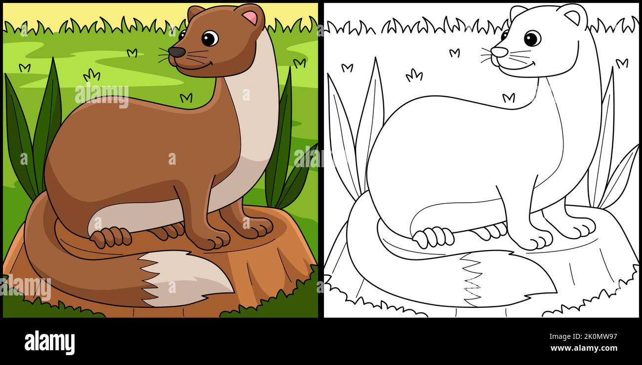 Weasel Animal Coloring Page Colored Illustration Stock Vector Image ...