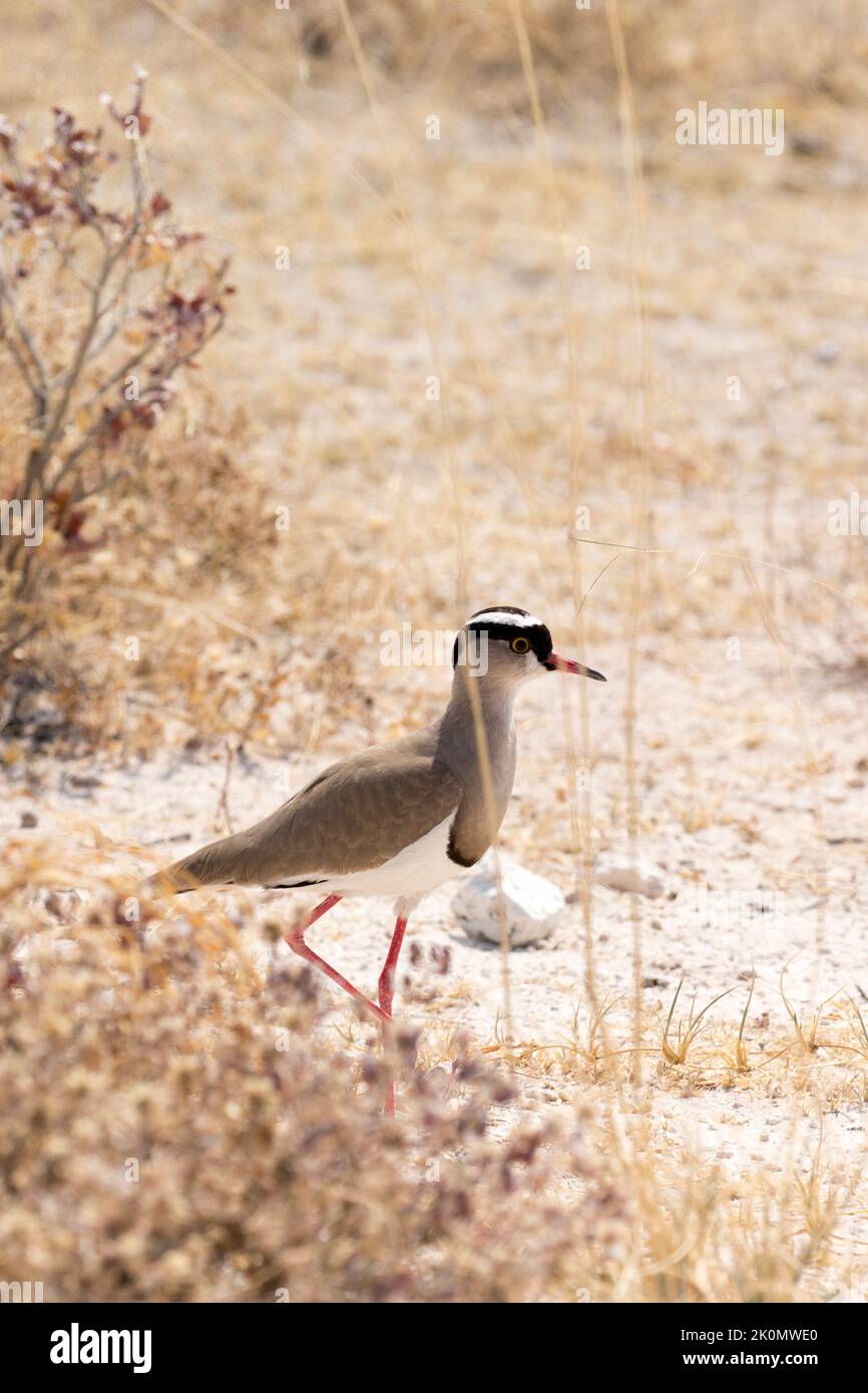 Close view of crowned lapwing bird in Namibia Stock Photo - Alamy