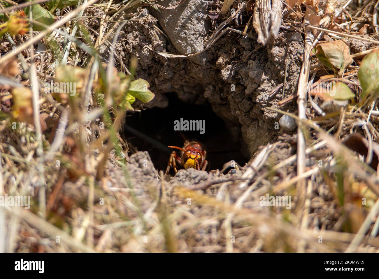 Ground wasp hi-res stock photography and images - Alamy