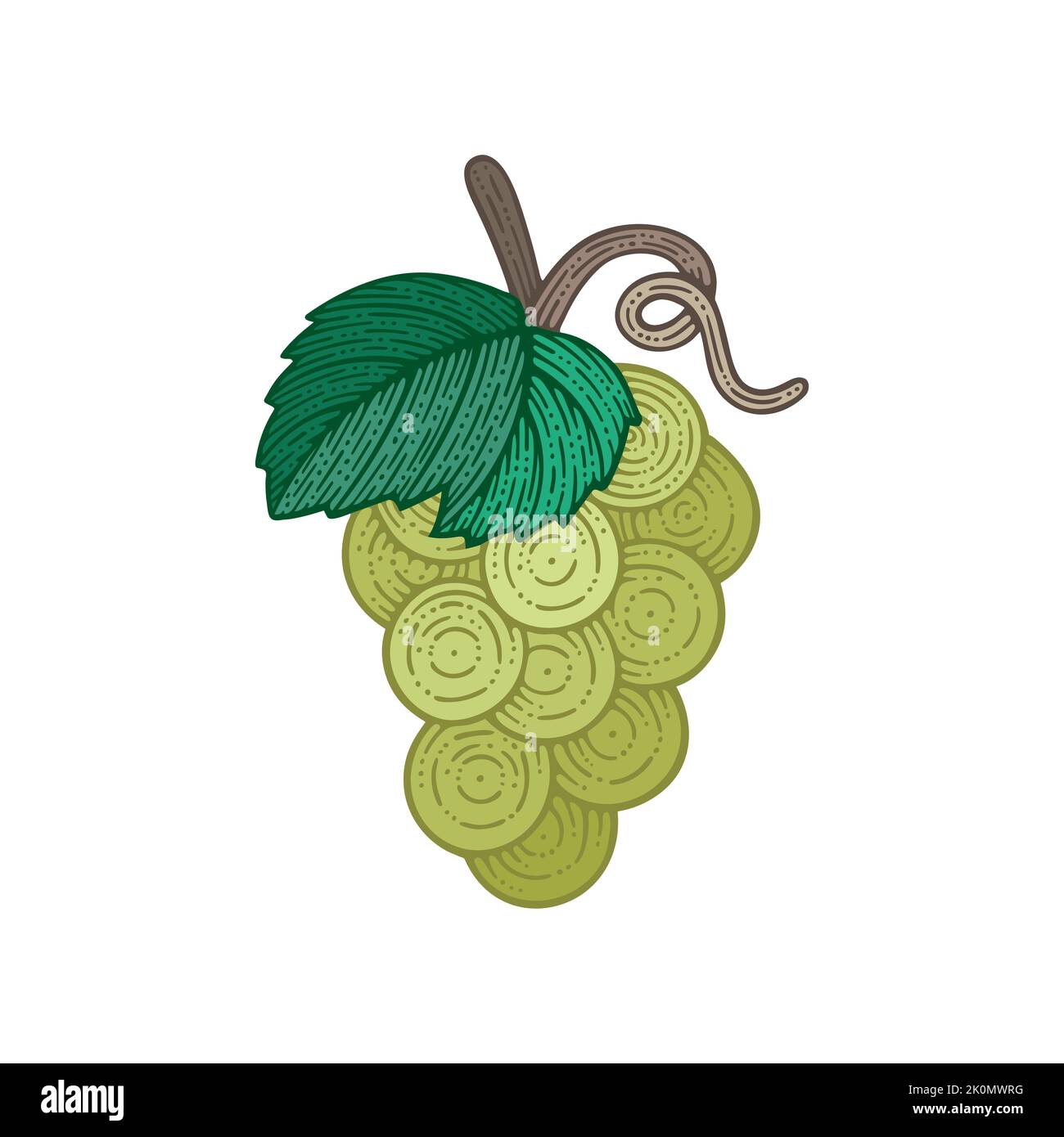 Grape bunch vintage style vector illustration. Grape and vine hand ...