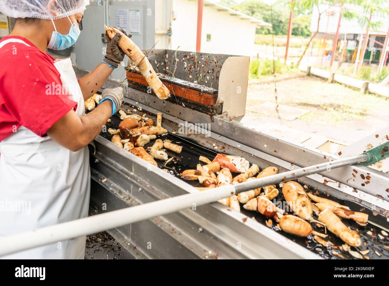 Unrecognizable female worker processing cassava in a food processing ...