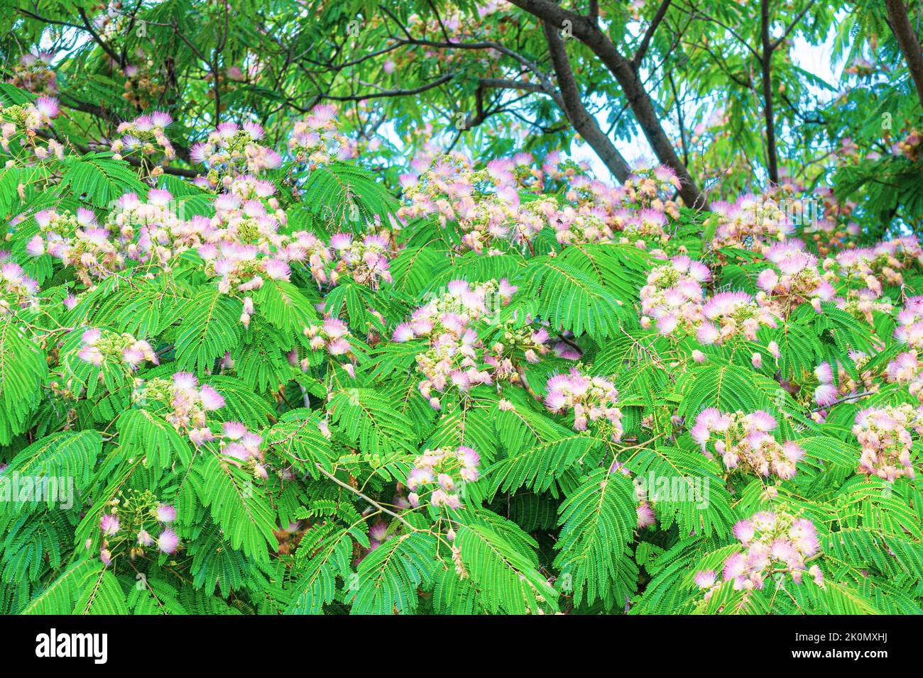 Persian silk leaves hi-res stock photography and images - Alamy