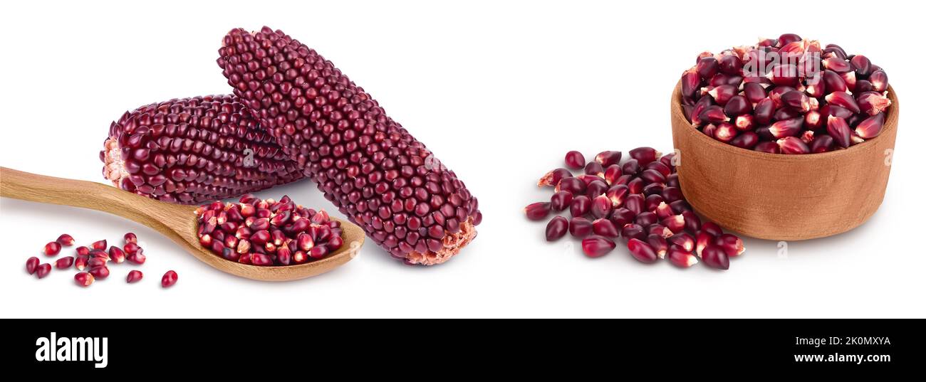 Purple corn or maize isolated on white background with full depth of ...